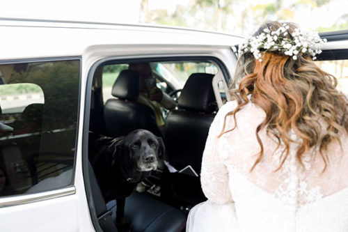Dogs Part of Entourage | Philippines Wedding Blog